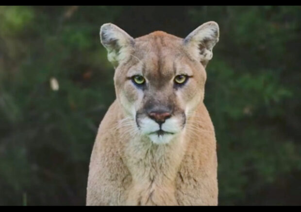 Santa Monica on Lockdown as Mountain Lion Naps in Backyard