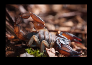 Three Dead and Hundreds Injured after Scorpions Swarm Egyptian City