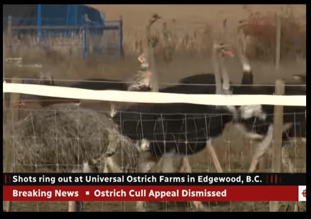 Bird Flu Panic Leads to Court-Order Mass Execution of Ostriches at ...